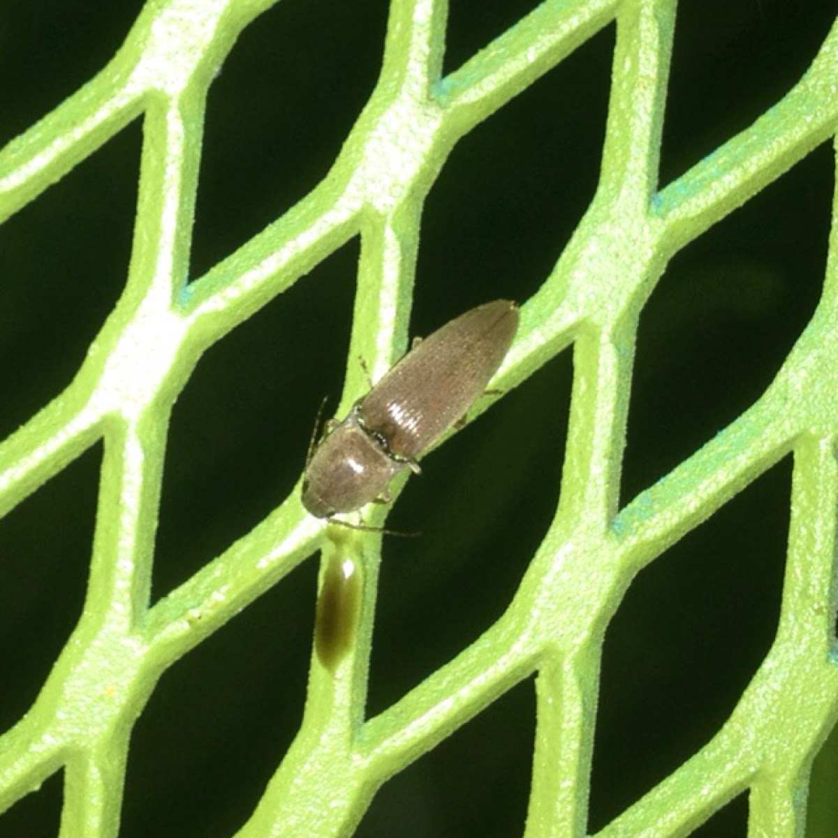 Click Beetle | Project Noah