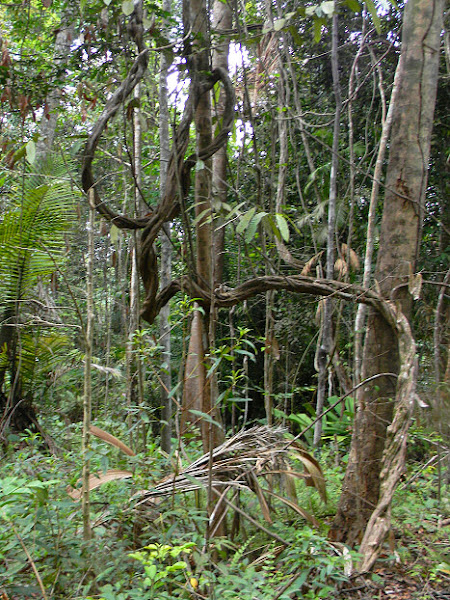 liana | Project Noah