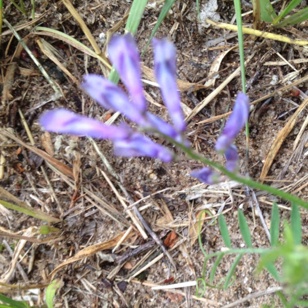 Purple vetch | Project Noah