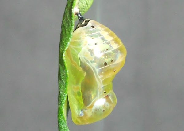 Common Indian Crow | Project Noah