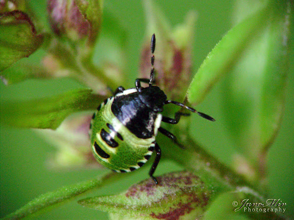 Green shield bug (young larvae) | Project Noah