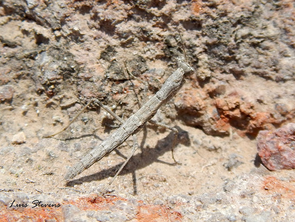 Ground Mantid | Project Noah