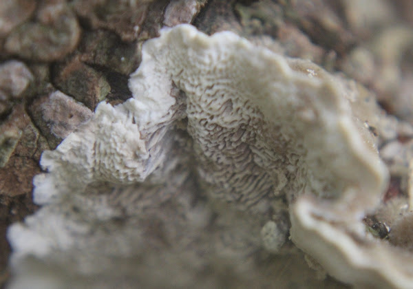 Mossy Maze Polypore | Project Noah