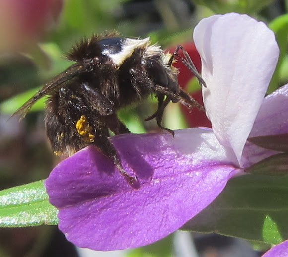 Bumble Bee | Project Noah