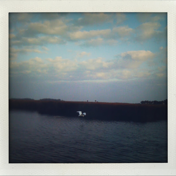 Egret | Project Noah