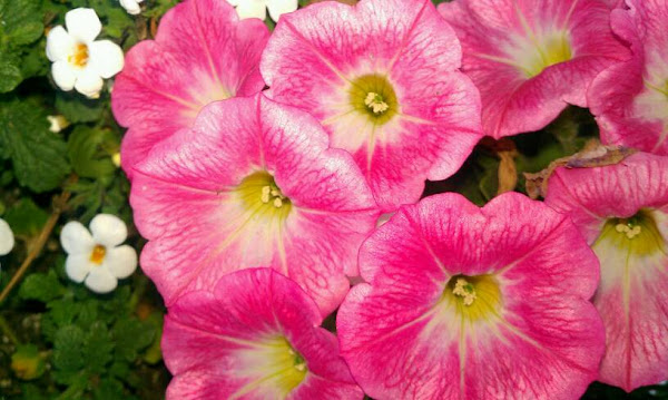 Trailing Petunia | Project Noah