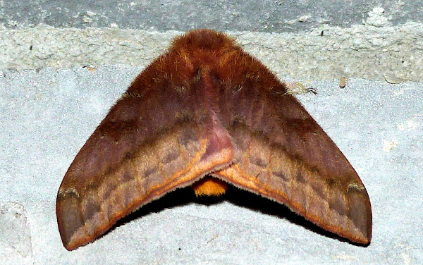 Io Moth (female) | Project Noah