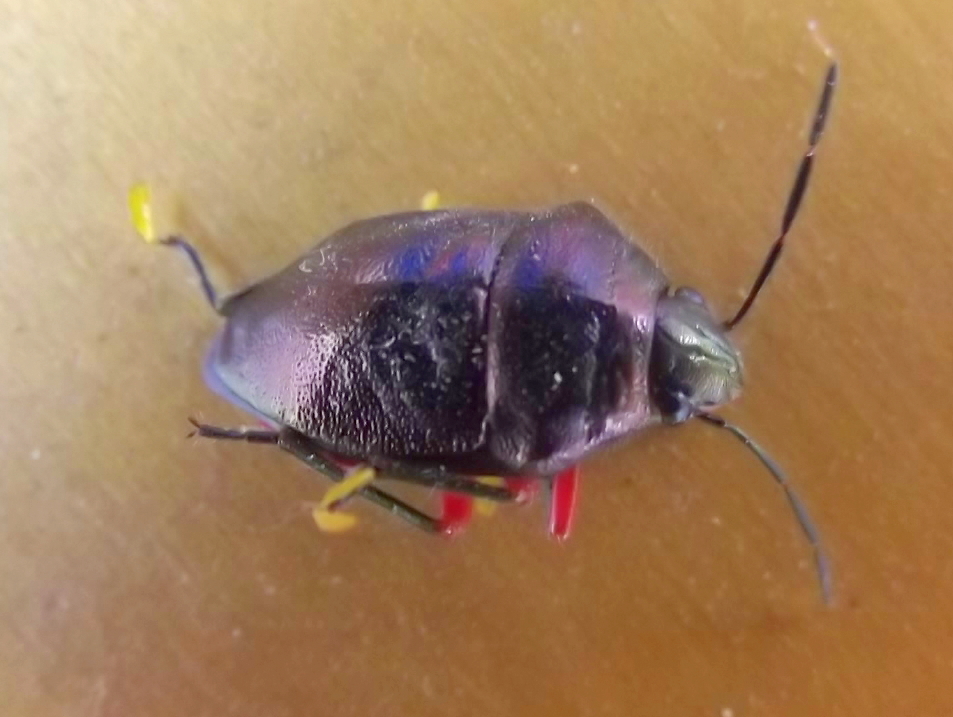 Red legged bug with foot parasites | Project Noah