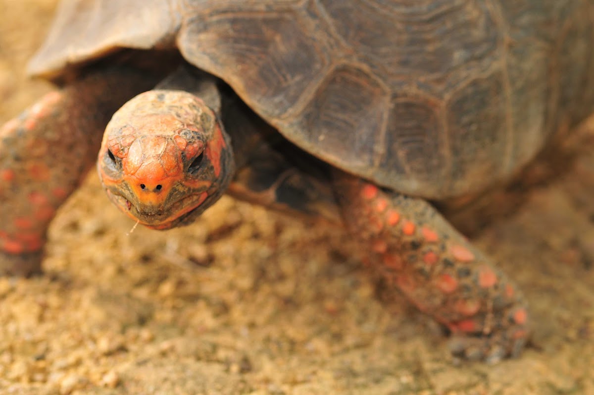 Red-footed tortoise | Project Noah