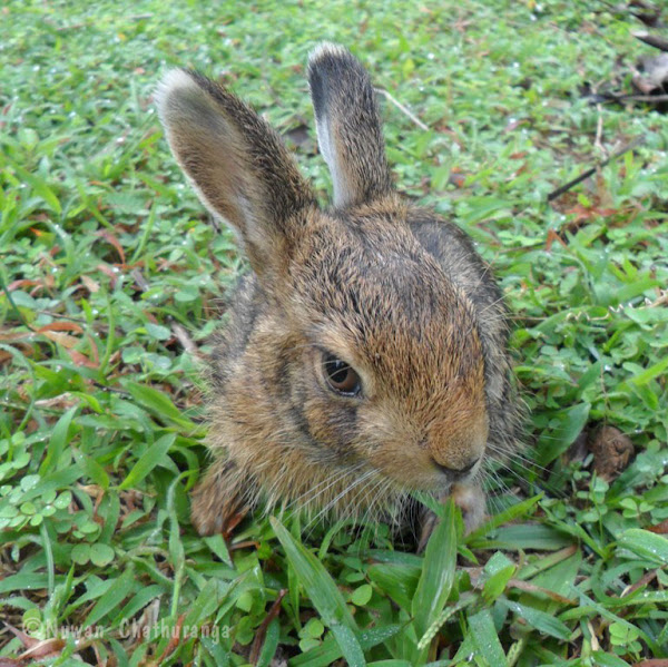 Black-naped Hare | Project Noah