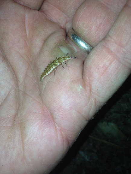 Firefly Larva | Project Noah