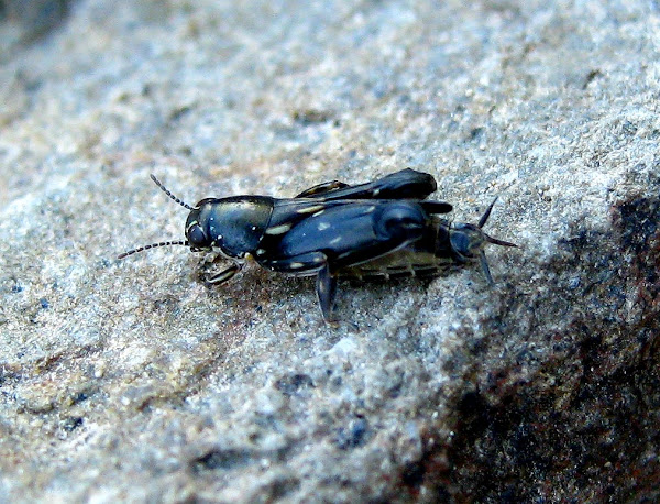 Pygmy Mole Cricket | Project Noah