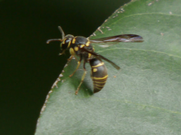 Asian Paper Wasp | Project Noah