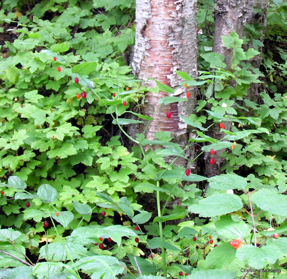 Watermelon Berry | Project Noah