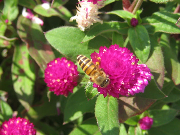 Common Honeybee | Project Noah