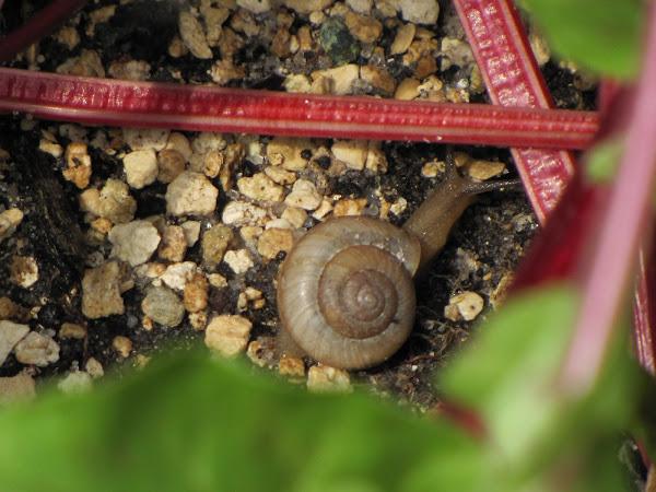 Snail | Project Noah