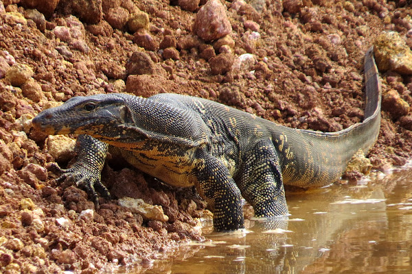 Water Monitor Lizard | Project Noah