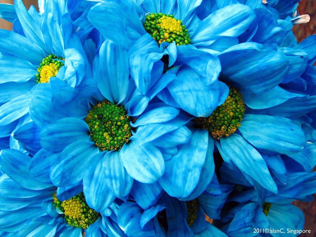 Photo Contest: Blue Flowers | Pixoto