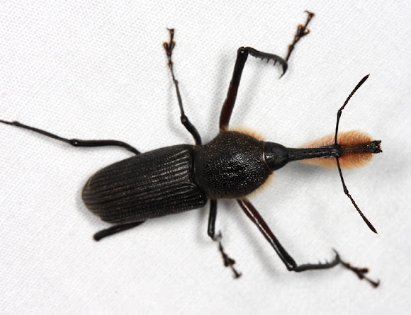 Bearded Weevil | Project Noah