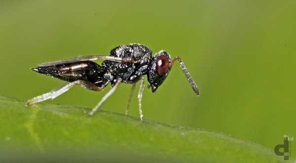 a very small fly | Project Noah