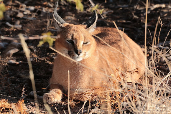 Caracal | Project Noah