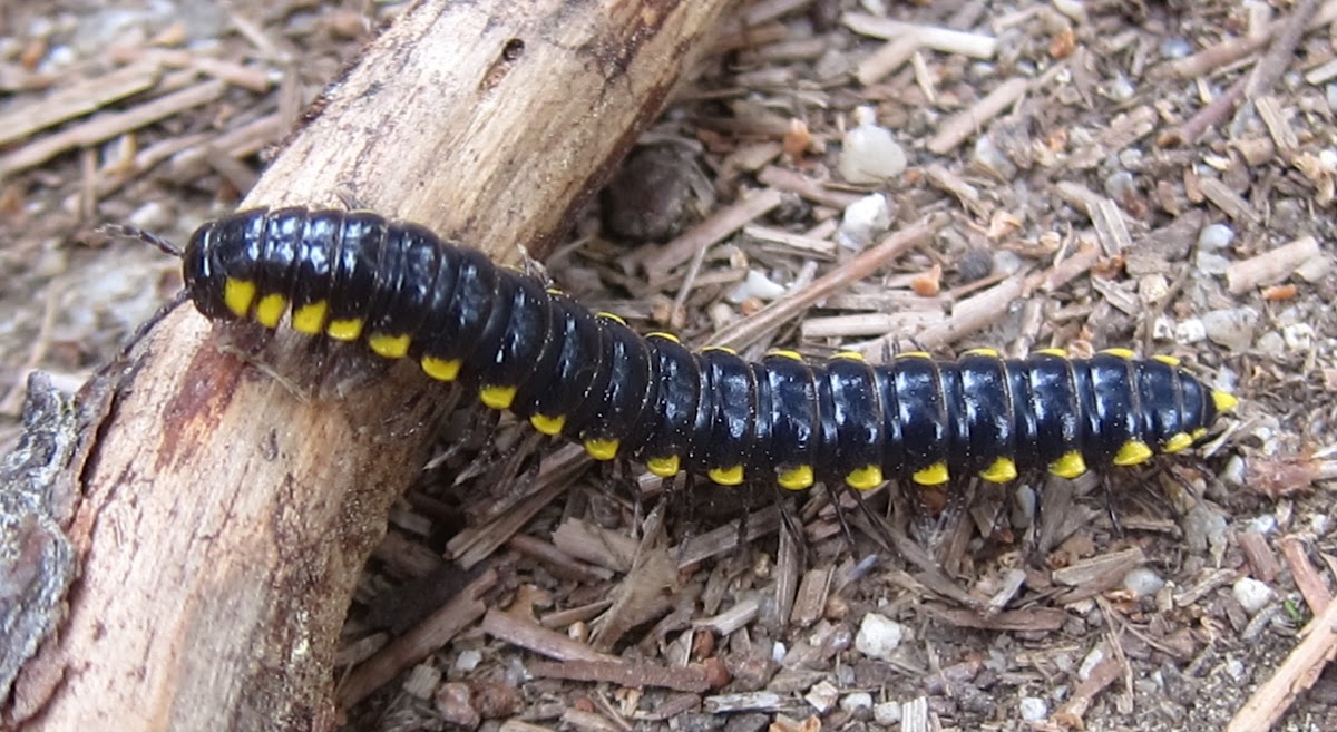 Yellow-Spotted Millipede | Project Noah