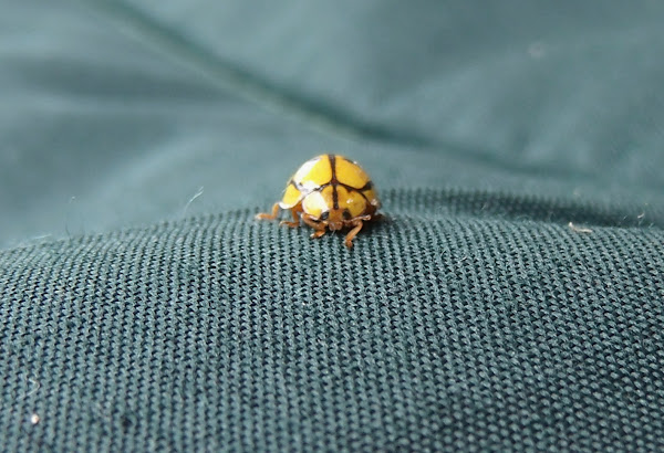 Netty Ladybird Beetle | Project Noah