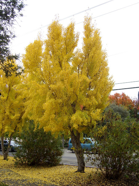 American Beech Tree | Project Noah