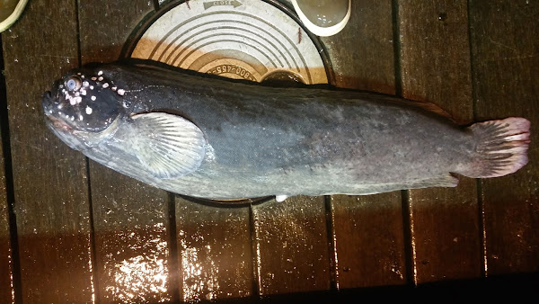 Prowfish | Project Noah