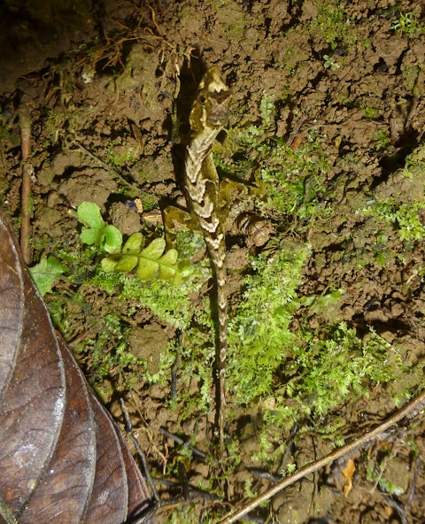 Ground Anole | Project Noah