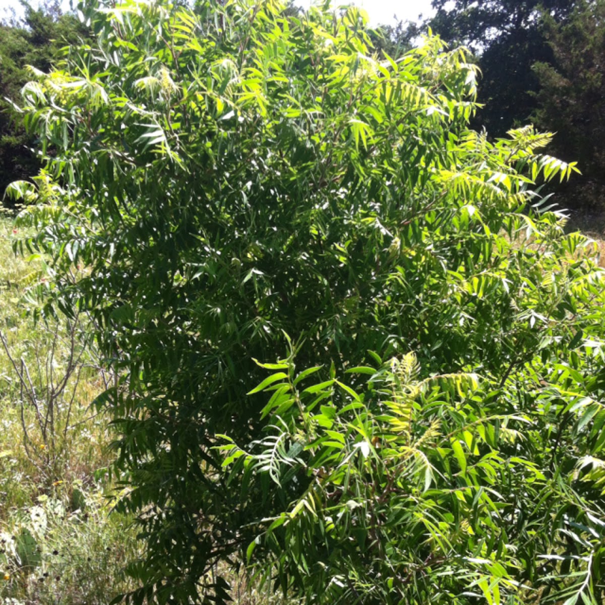 Flame leaf sumac | Project Noah