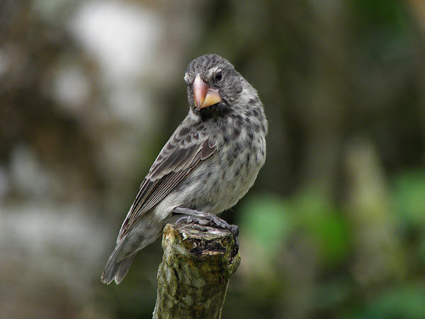 Pinzón terrestre grande (Large Ground Finch) | Project Noah