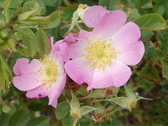 Eglantine Rose | Project Noah