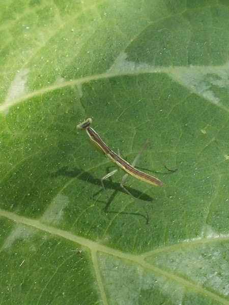 European mantis baby | Project Noah