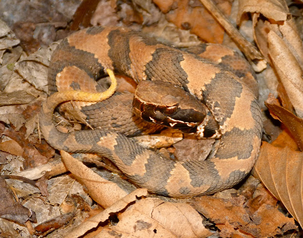 Cottonmouth (juvenile) | Project Noah