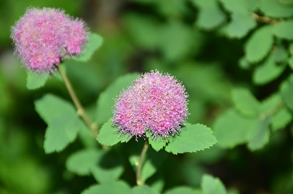 Subalpine Spiraea | Project Noah
