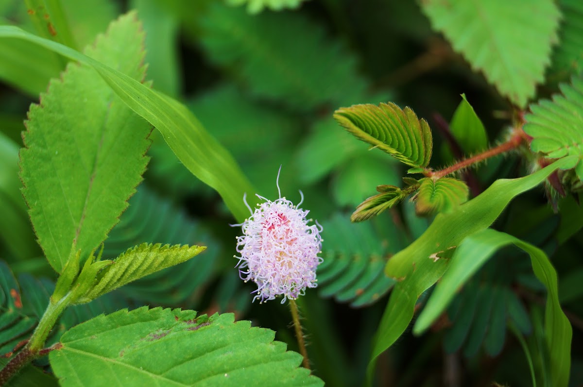 Touch-me-not | Project Noah