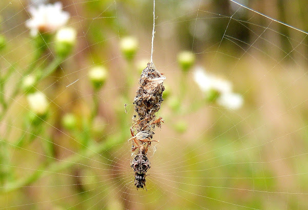 Trash Line Orb Weaver Spider | Project Noah