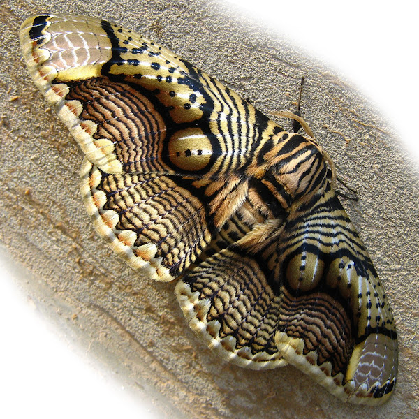 Brahmin Moth | Project Noah