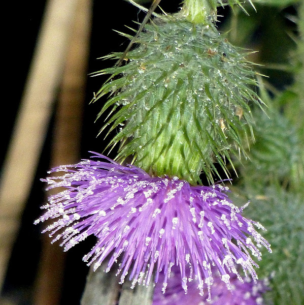 Purple Thistle | Project Noah