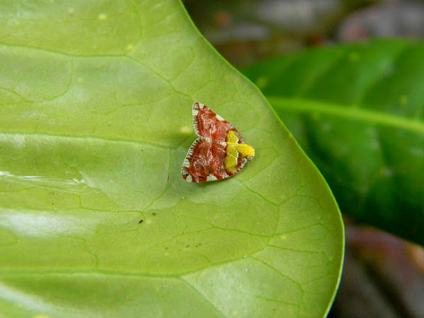 Ricaniid planthopper | Project Noah