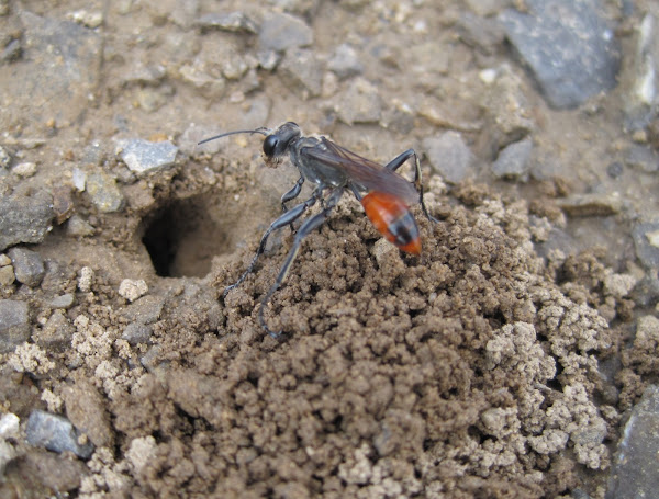 Thread-waisted Wasp, female | Project Noah