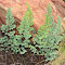 Arrowhead Fern, Hard Fern | Project Noah