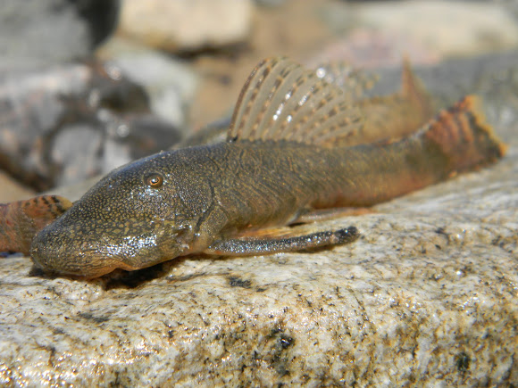 Cucha - Bristlemouths | Project Noah