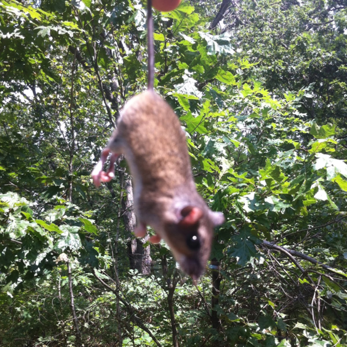 White footed mouse | Project Noah
