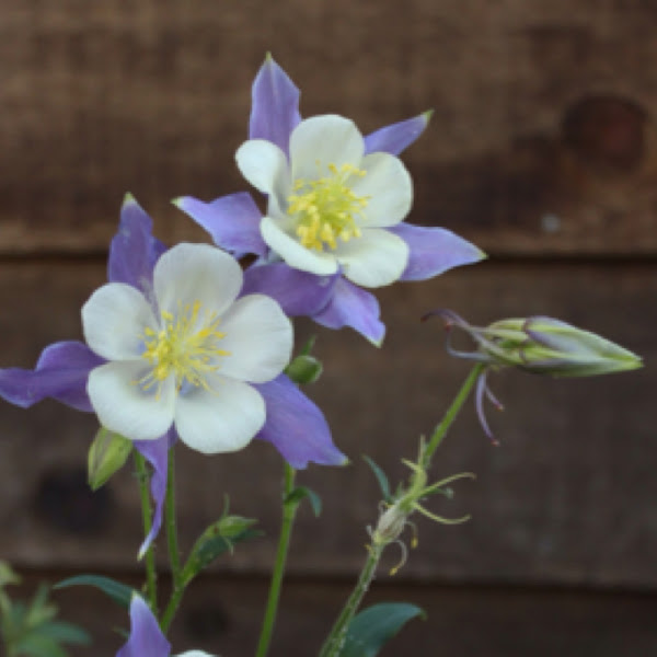 Columbine | Project Noah