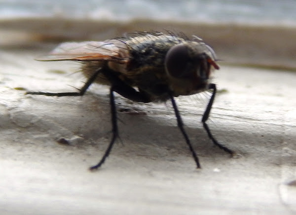House Flies | Project Noah