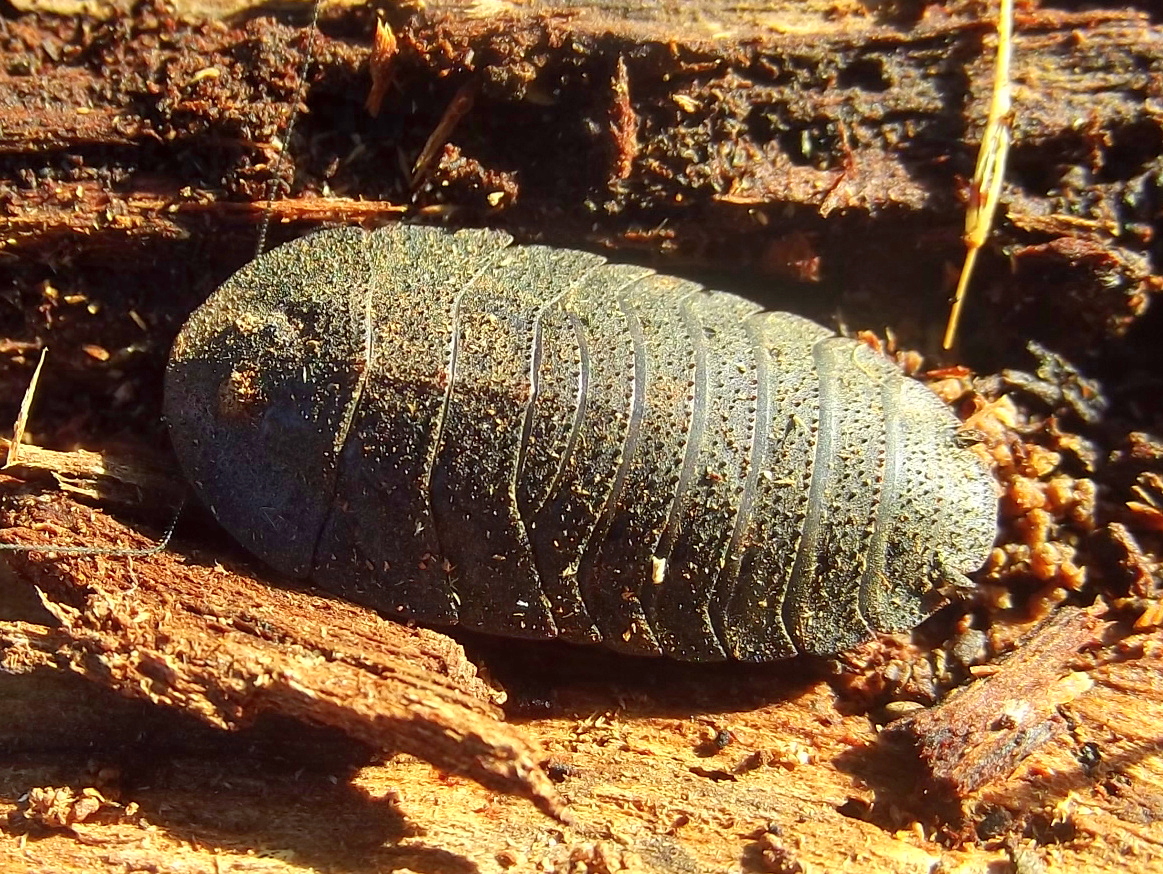 Trilobite cockroach - female | Project Noah