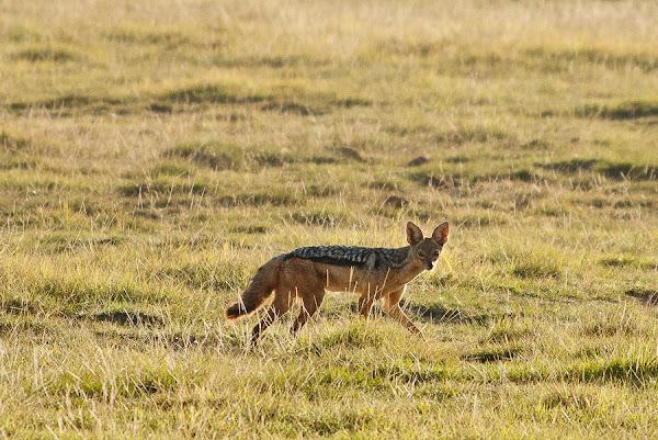 Side-striped jackal | Project Noah