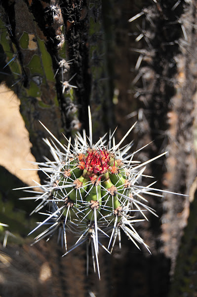 Pitayo (Pitaya Cactus) | Project Noah